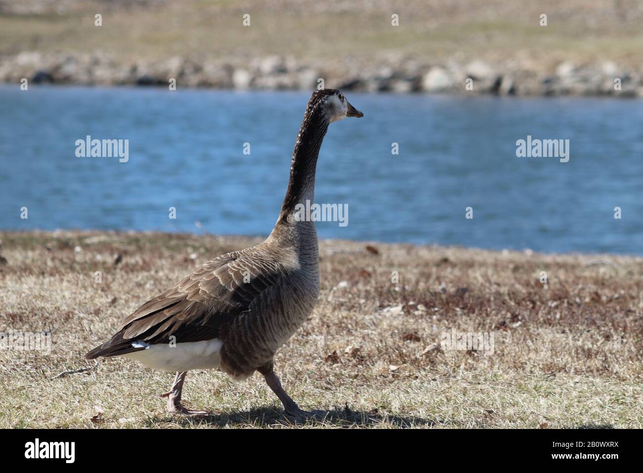 Wild Goose playing in the Ta-Ha-Zouka Park Stock Photo - Alamy