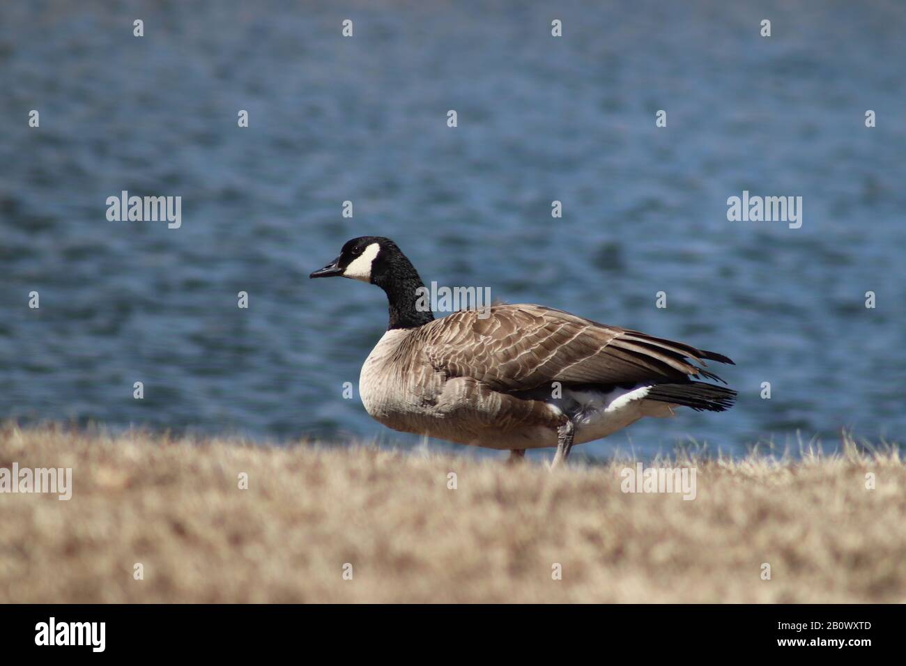 Wild Goose playing in the Ta-Ha-Zouka Park Stock Photo - Alamy