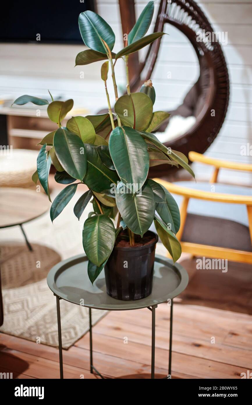 Green ficus in pot against the background of modern chalet-style ...
