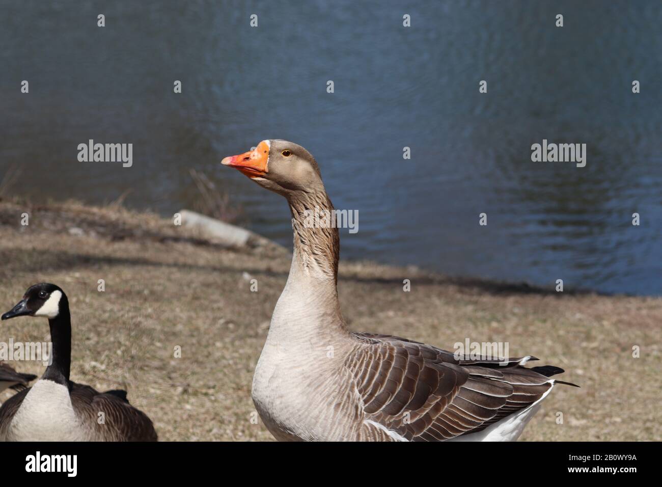 Group wild canadian geese swimming hi-res stock photography and images ...