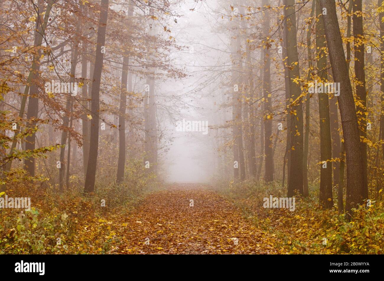 Woodland path with fog hi-res stock photography and images - Alamy