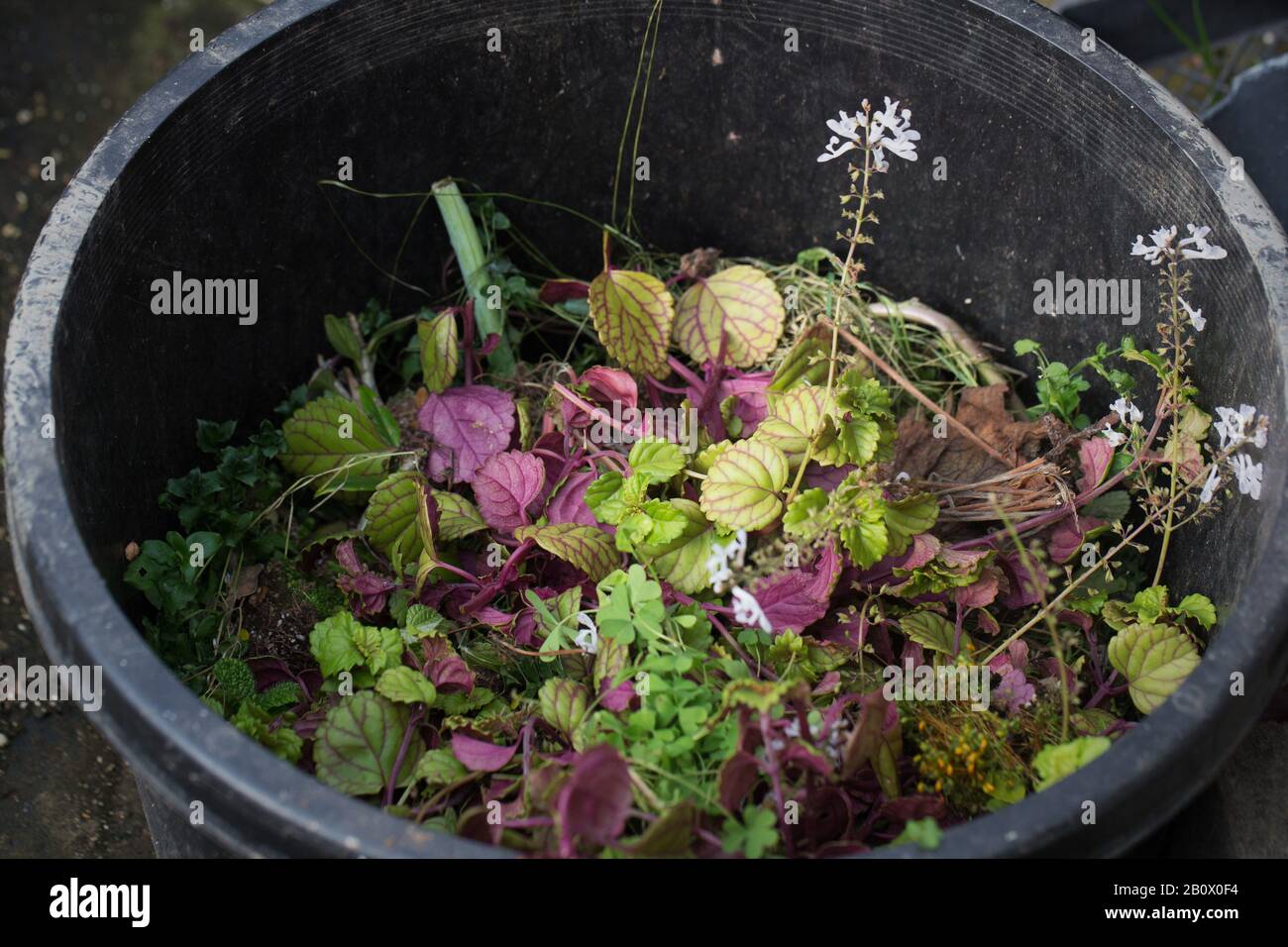 A bin of houseplant waste in a nursery Stock Photo - Alamy