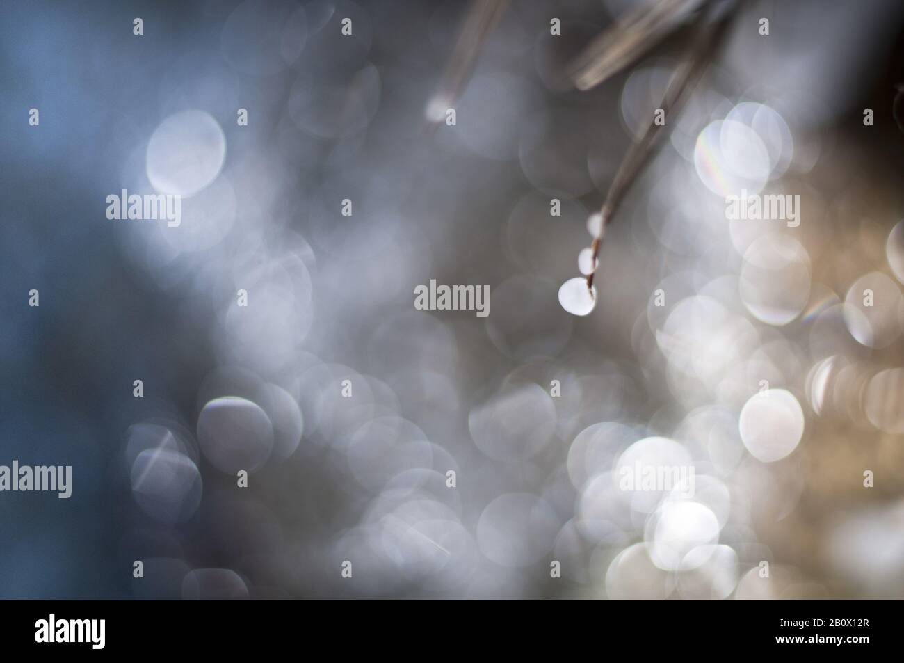 Drops on a blade of grass Stock Photo - Alamy