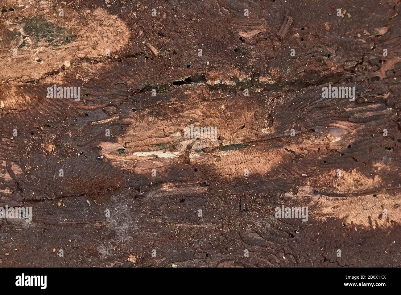 texture of tree bark decorated with patterns left over from the bark ...
