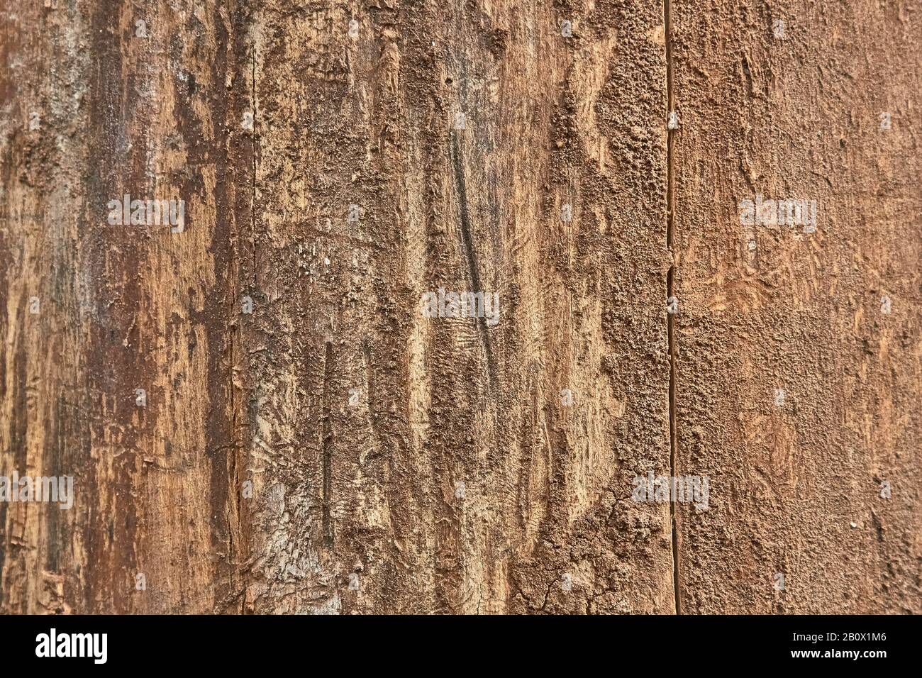texture of tree bark decorated with patterns left over from the bark ...