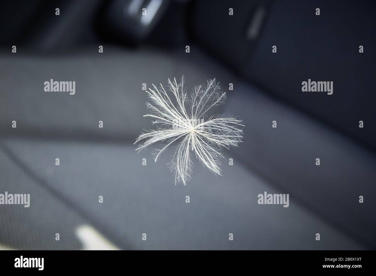 fluff in the car the source of allergies-a symbol of the arrived letter ...