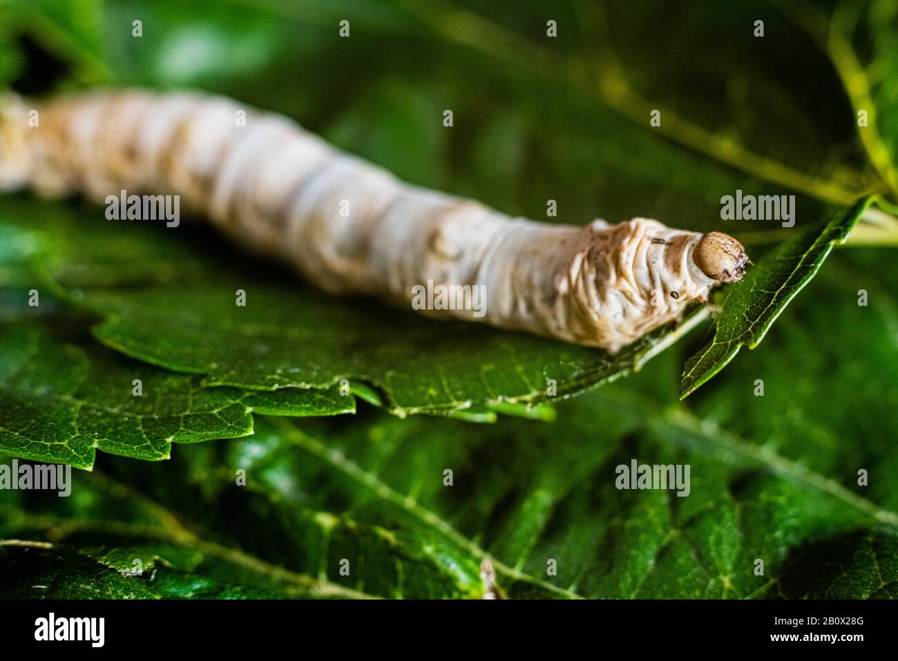 Mulberry Silkworm Moth Stock Photos & Mulberry Silkworm Moth Stock ...