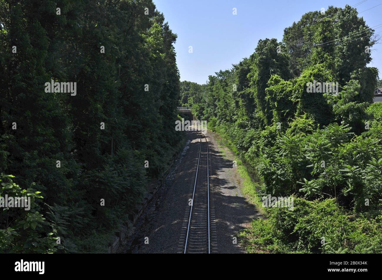 Maple shade hi-res stock photography and images - Alamy