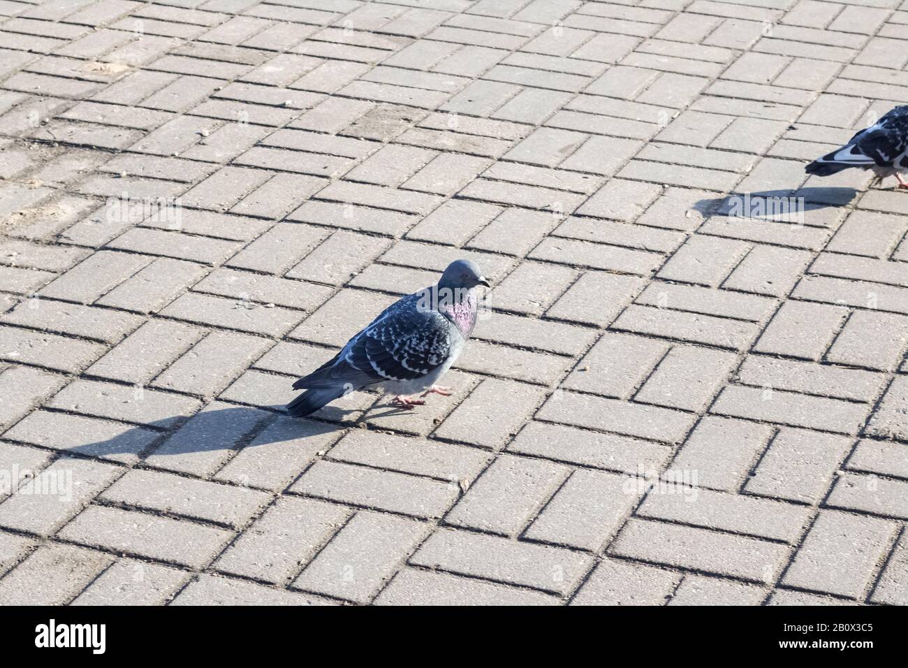 Crowd of pigeons on the sidewalk closeup Stock Photo - Alamy