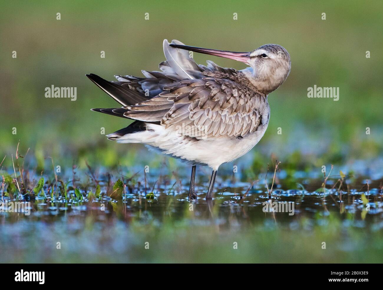 Hudsonian godwits hi-res stock photography and images - Alamy