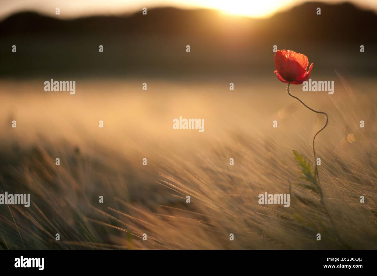 Back of poppy hi-res stock photography and images - Alamy