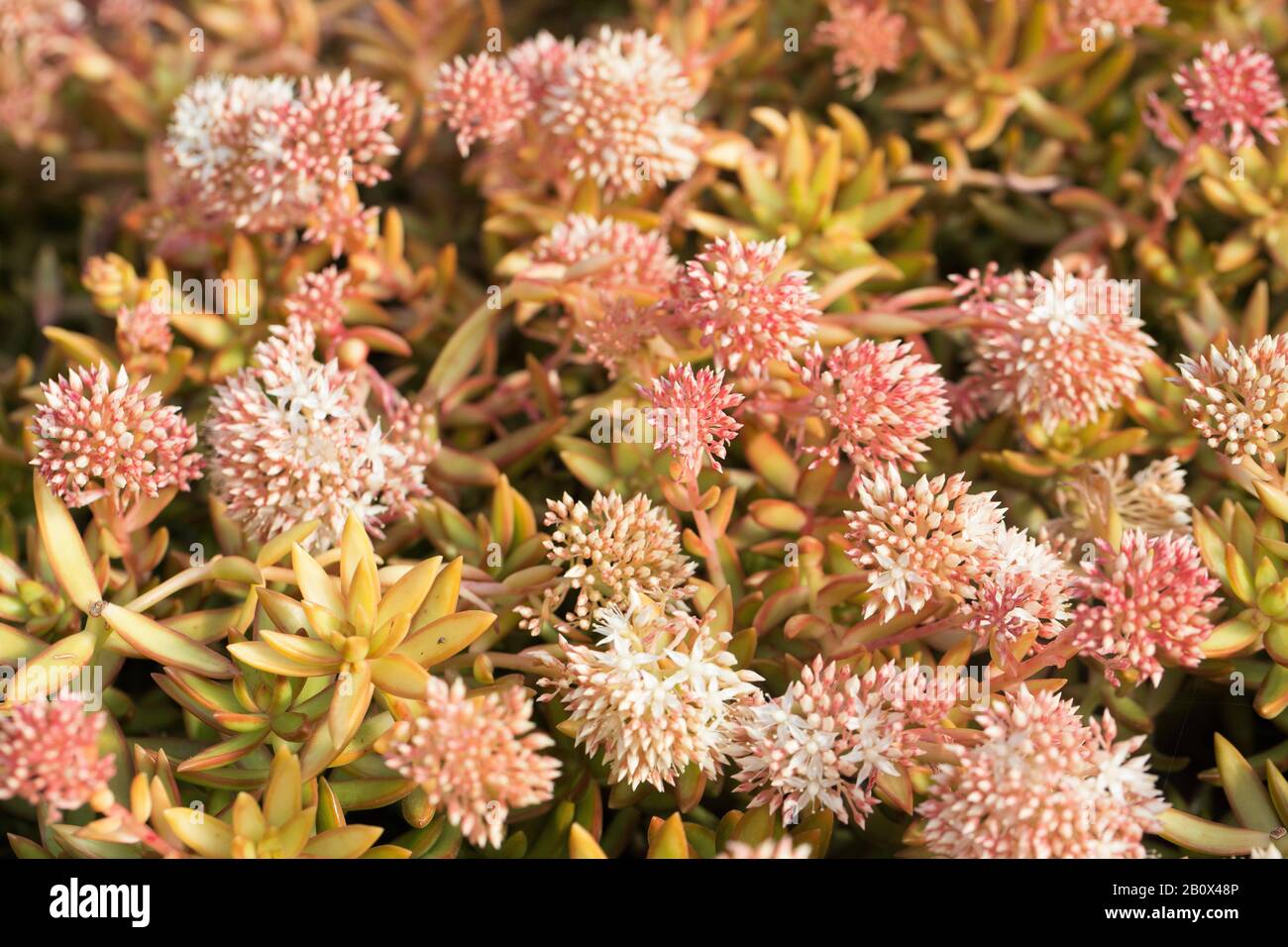 Flowering Sedum adolphii 'Firestorm' plants Stock Photo - Alamy