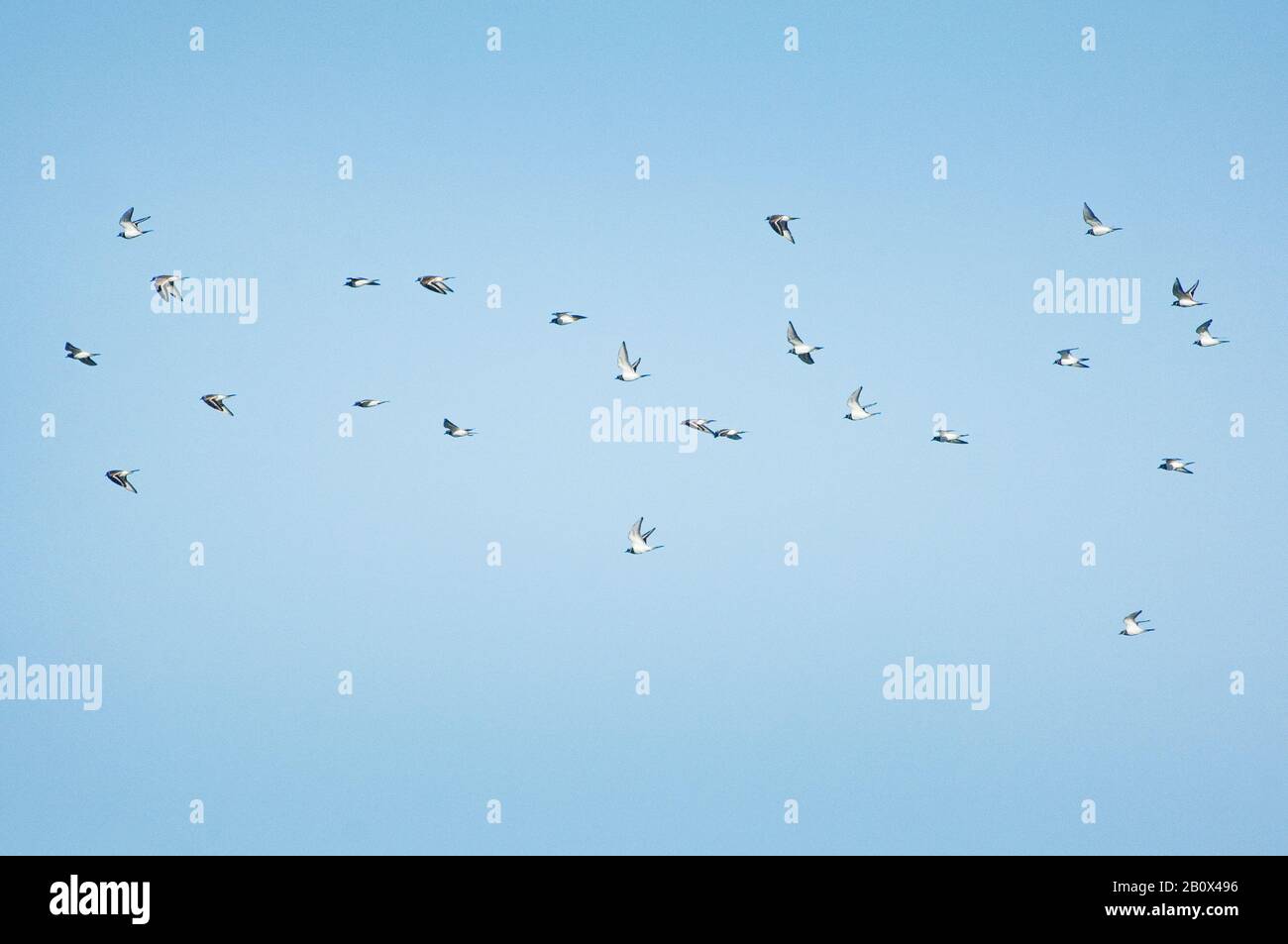 Killdeer flock during migration Stock Photo - Alamy