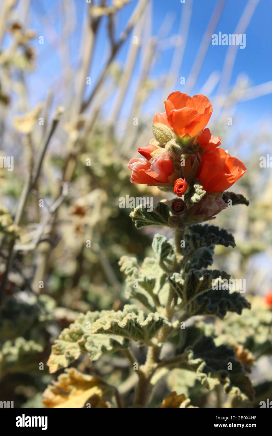 As Winter fades in the Southern Mojave Desert, Emorys Globemallow ...