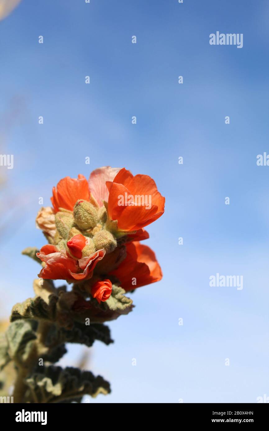 As Winter fades in the Southern Mojave Desert, Emorys Globemallow ...