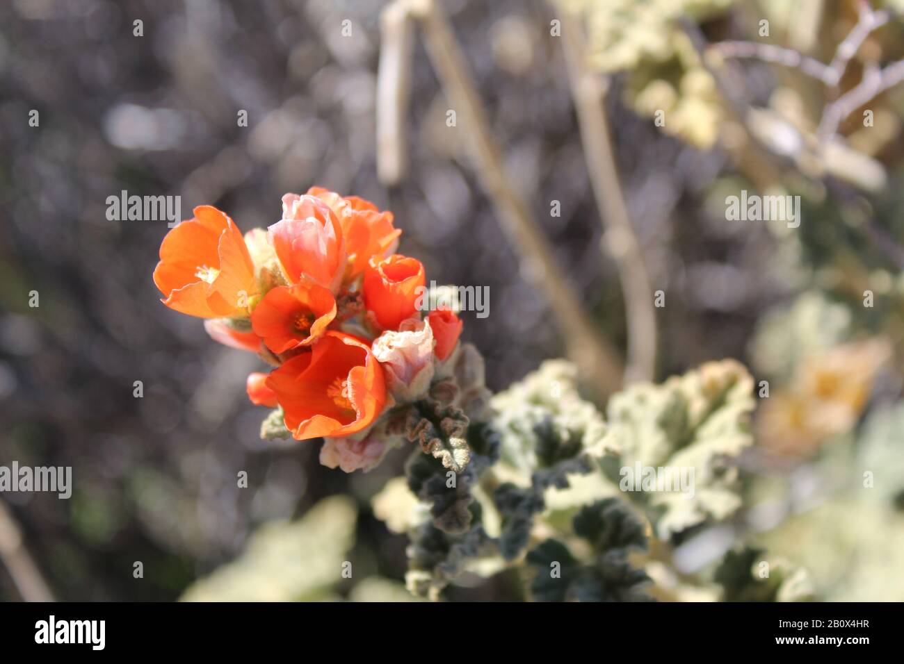 As Winter fades in the Southern Mojave Desert, Emorys Globemallow ...