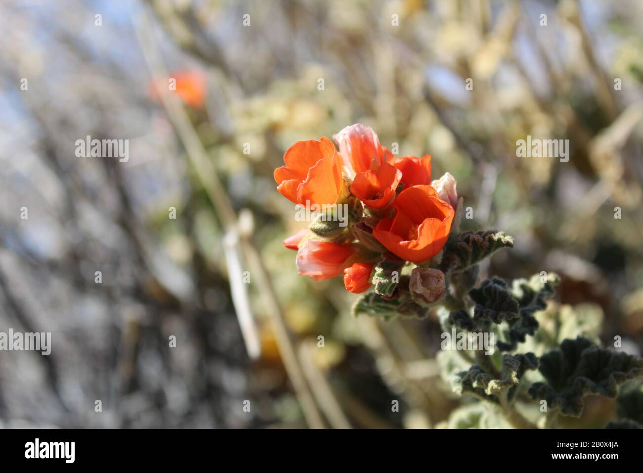 As Winter fades in the Southern Mojave Desert, Emorys Globemallow ...