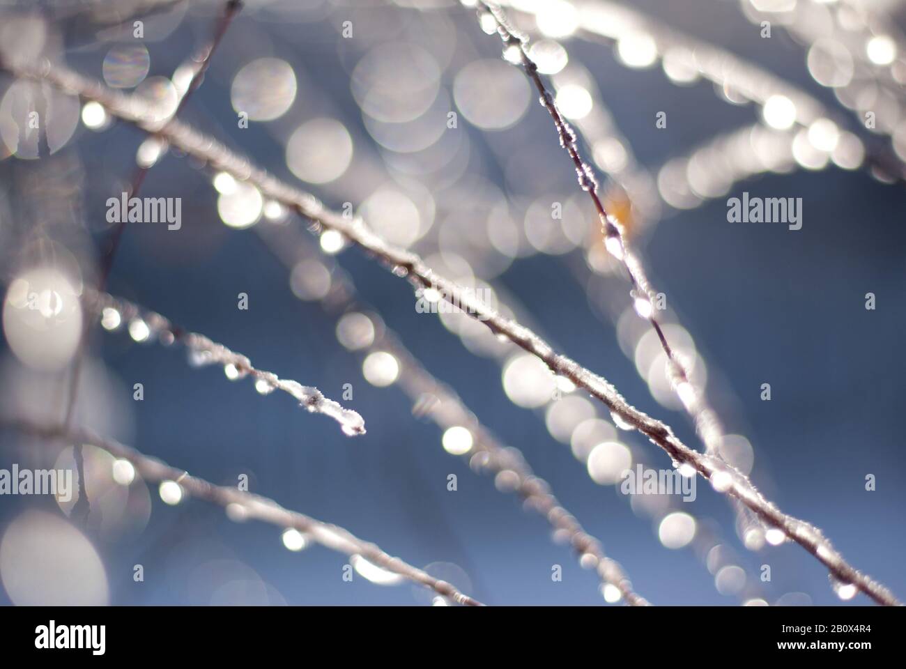 Frosty back drop hi-res stock photography and images - Alamy