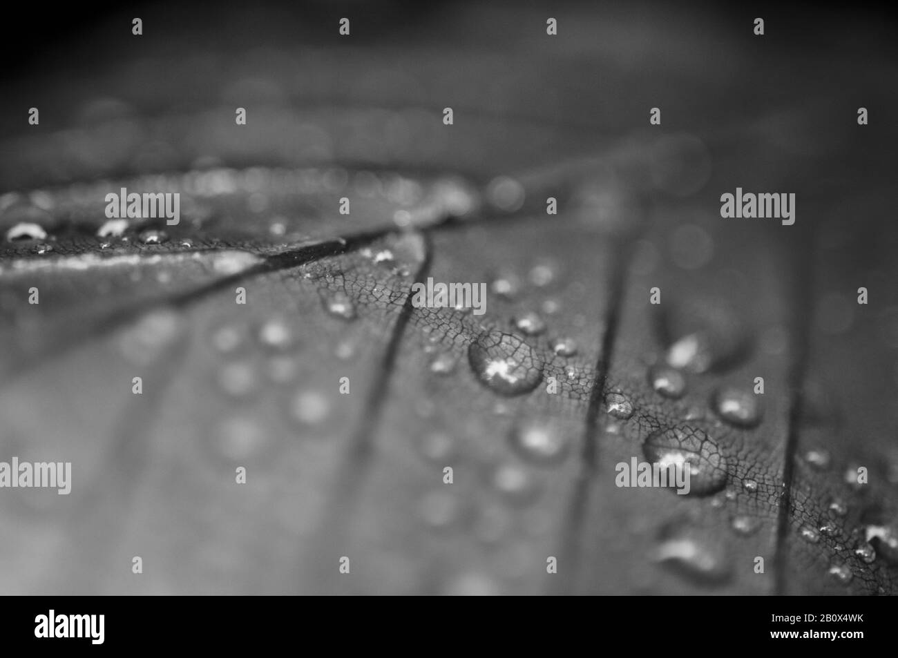 Water bead Black and White Stock Photos & Images - Alamy