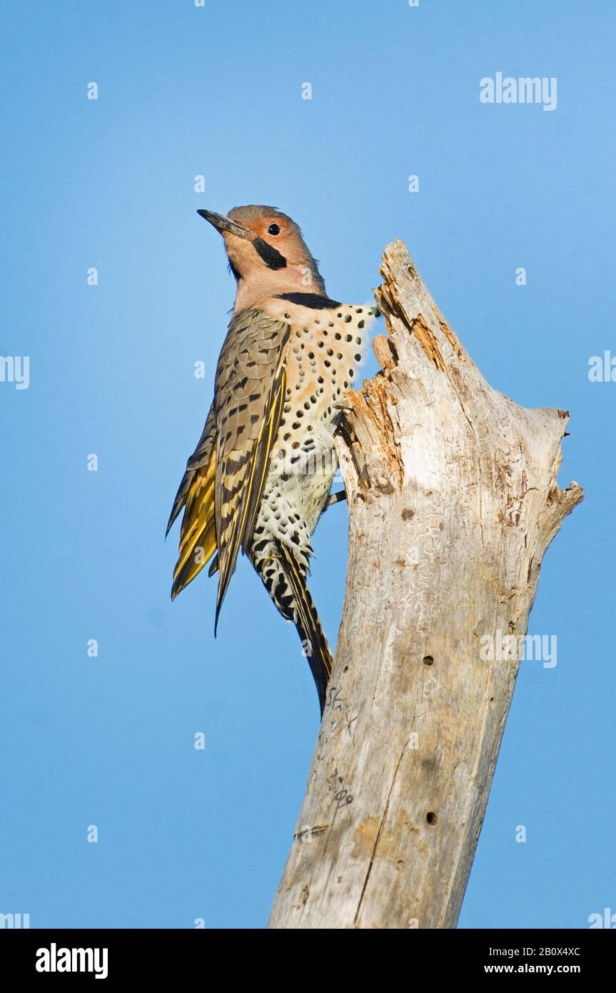 Northern yellow shafted flickers hi-res stock photography and images ...