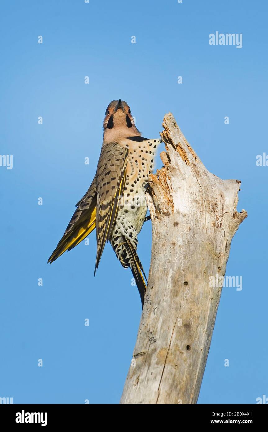 Northern flicker perched Stock Photo - Alamy