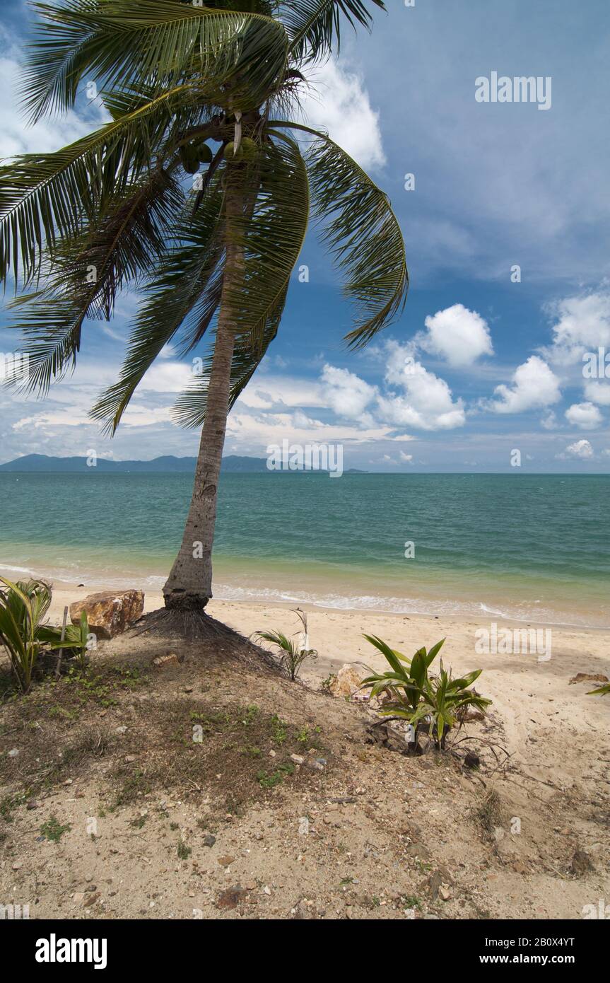 Beach with palm trees, Kho Samui, Thailand, Southeast Asia Stock Photo ...