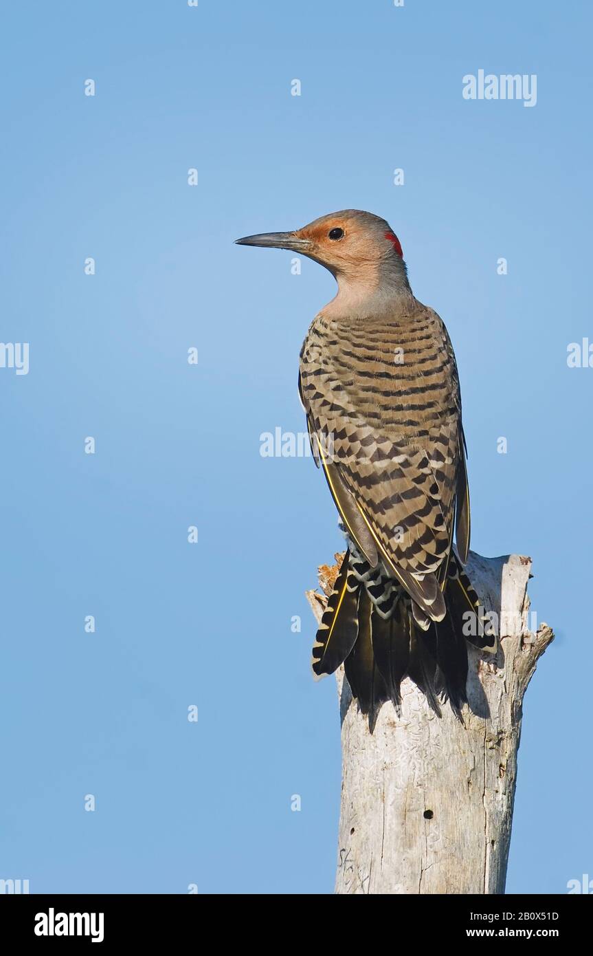 Northern yellow shafted flickers hi-res stock photography and images ...