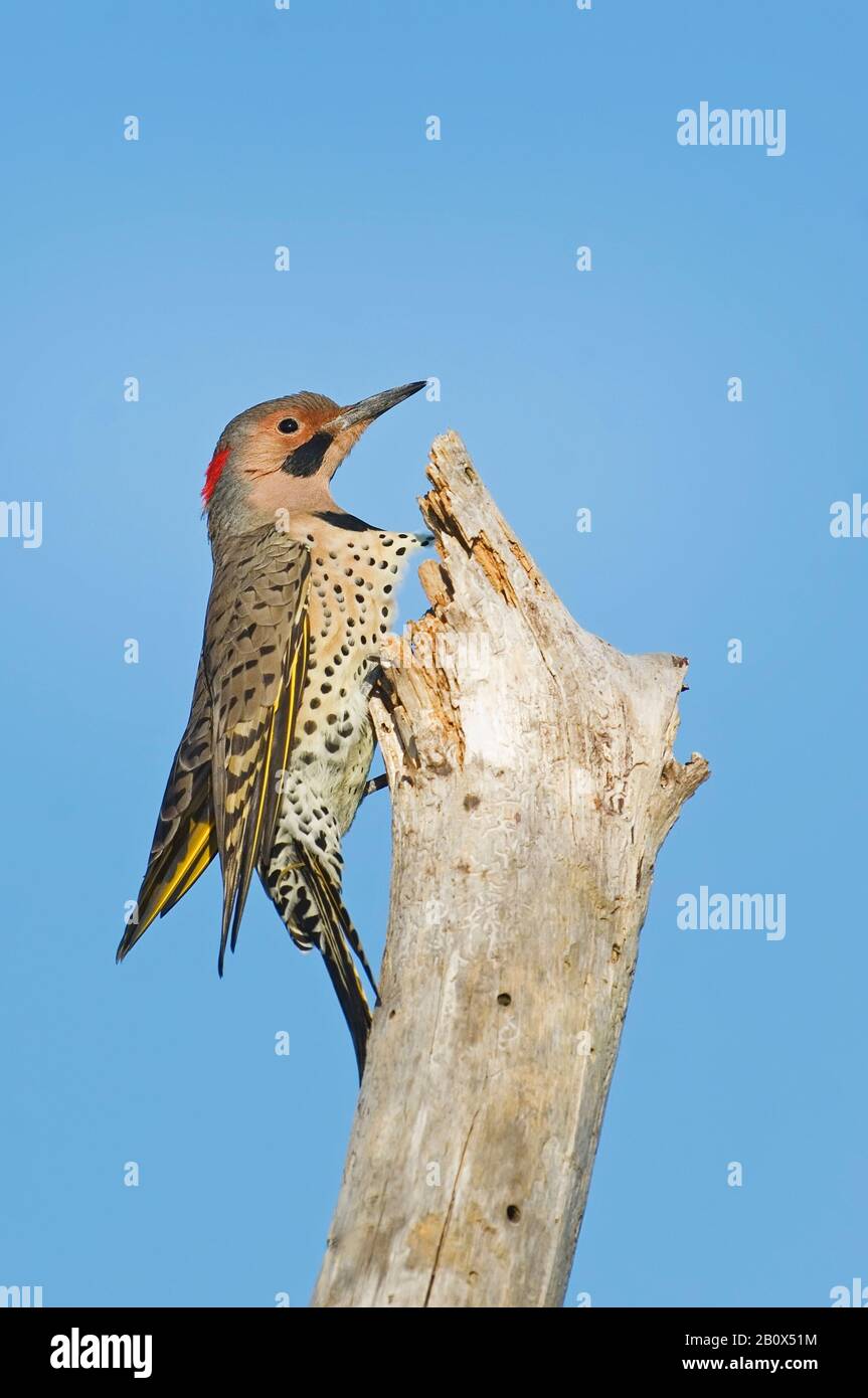 Northern yellow shafted flickers hi-res stock photography and images ...