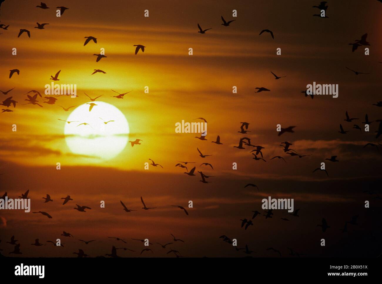 Snow geese flight at sunset Stock Photo - Alamy
