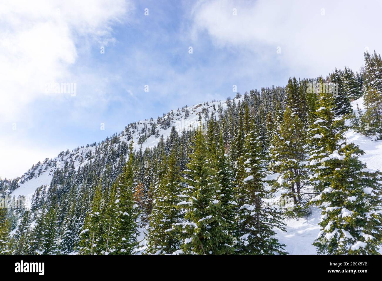 Snow-covered pine trees after a snowfall on a mountain high up in Lake ...