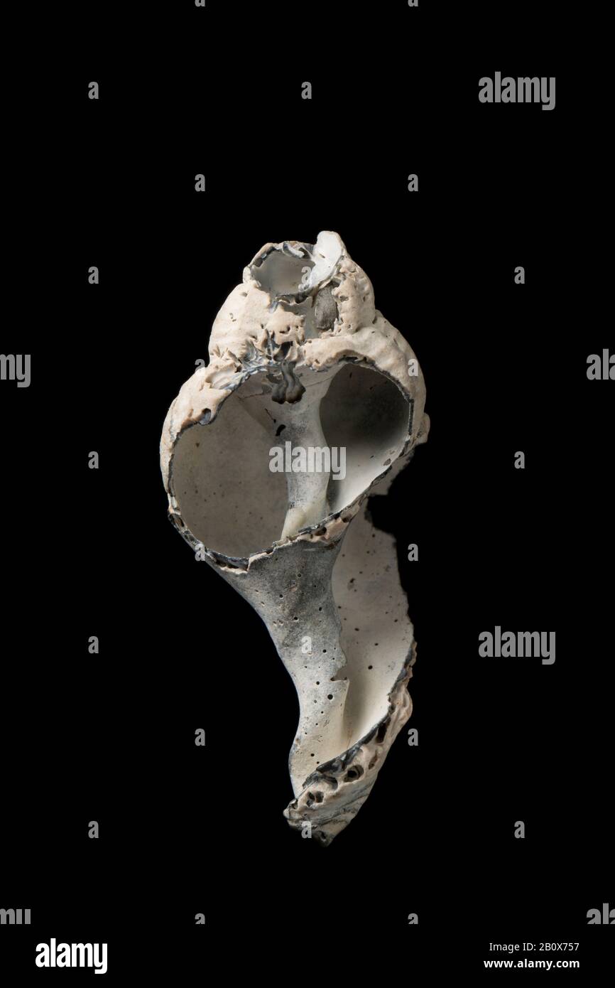 Whelk shell hi-res stock photography and images - Alamy