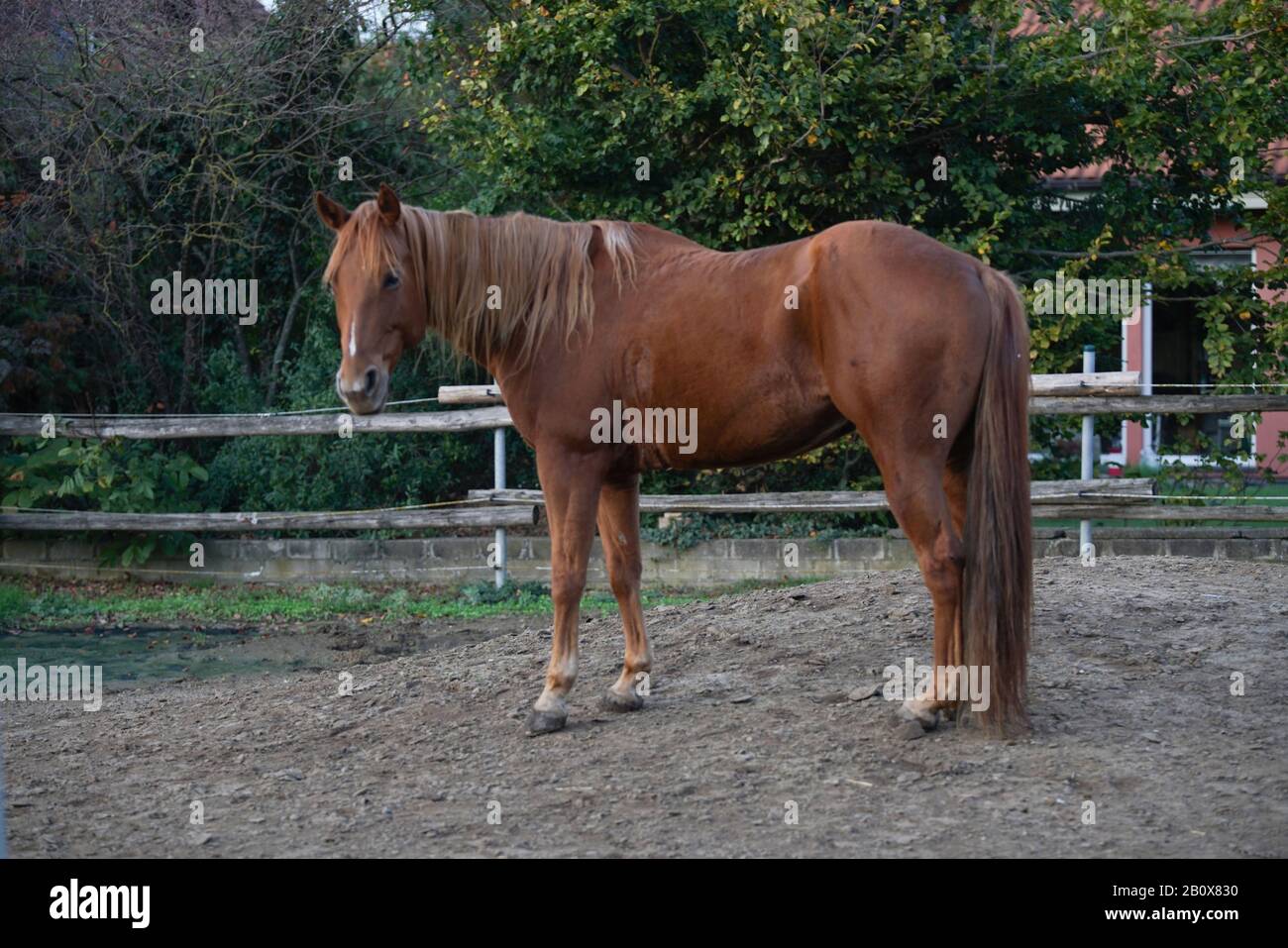 Schones pferd hi-res stock photography and images - Alamy