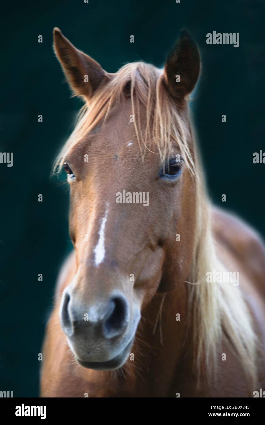 Schones pferd hi-res stock photography and images - Alamy