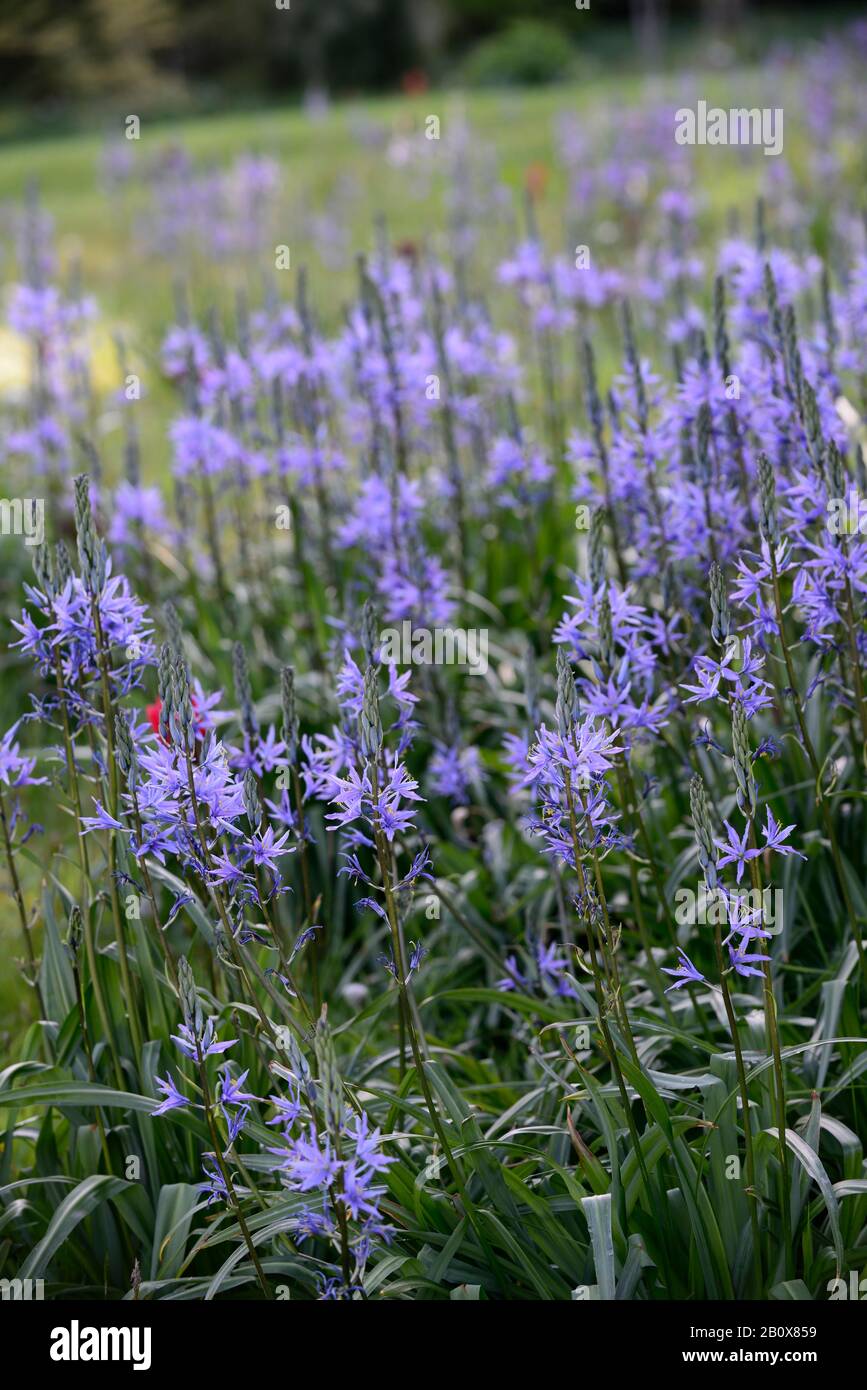 camassia leichtlinii,meadow,naturalised,blue flowers,flower,flowering ...