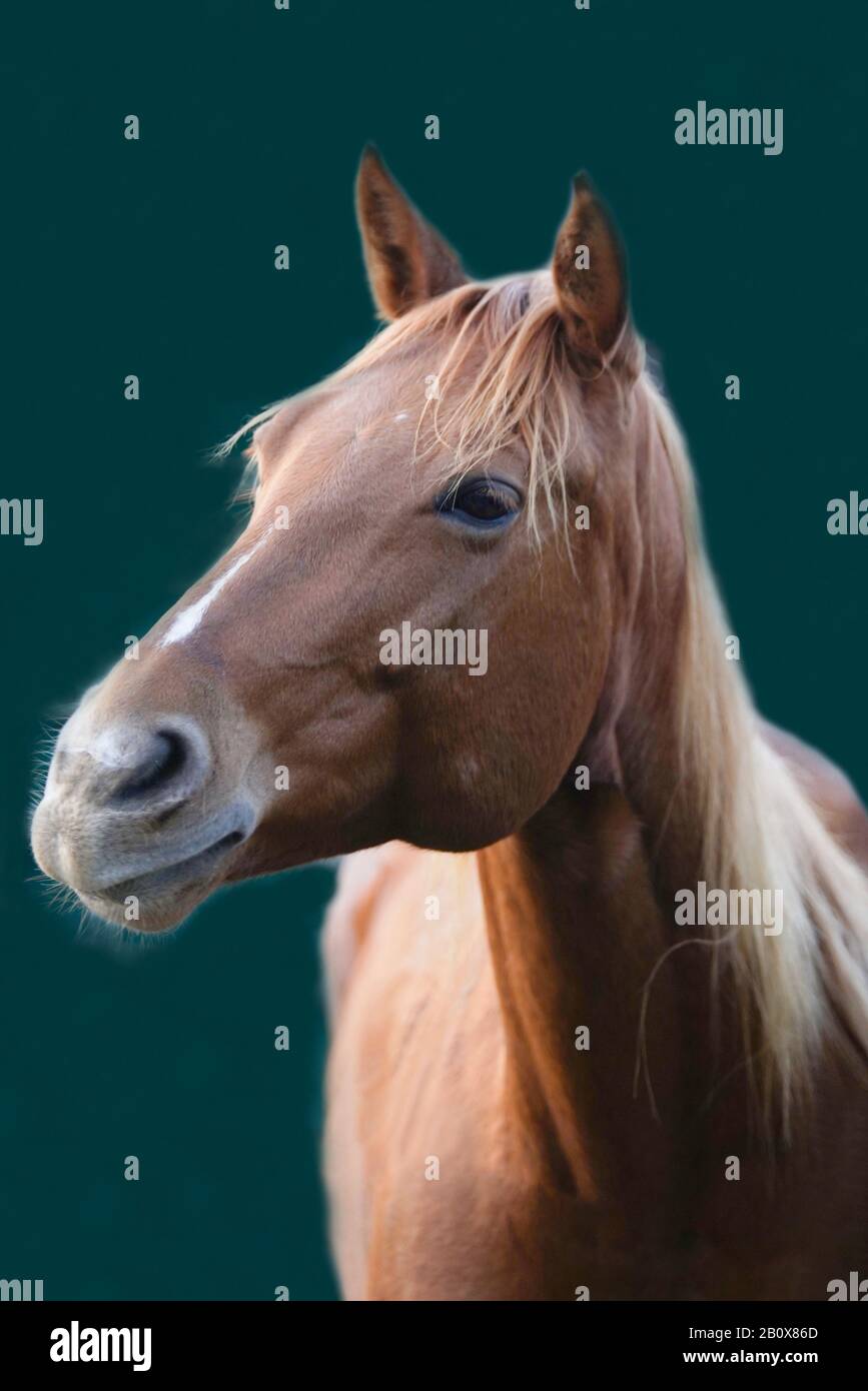 Schones pferd hi-res stock photography and images - Alamy