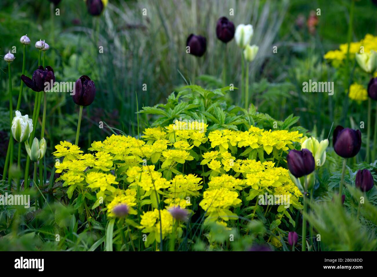 Euphorbia polychroma tulips hi-res stock photography and images - Alamy