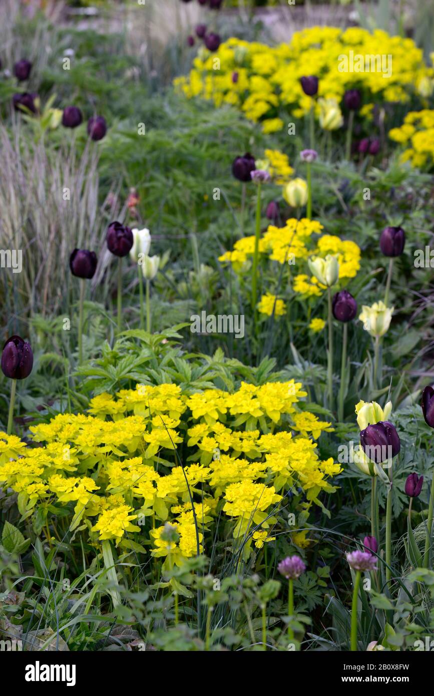 Euphorbia polychroma tulips hi-res stock photography and images - Alamy