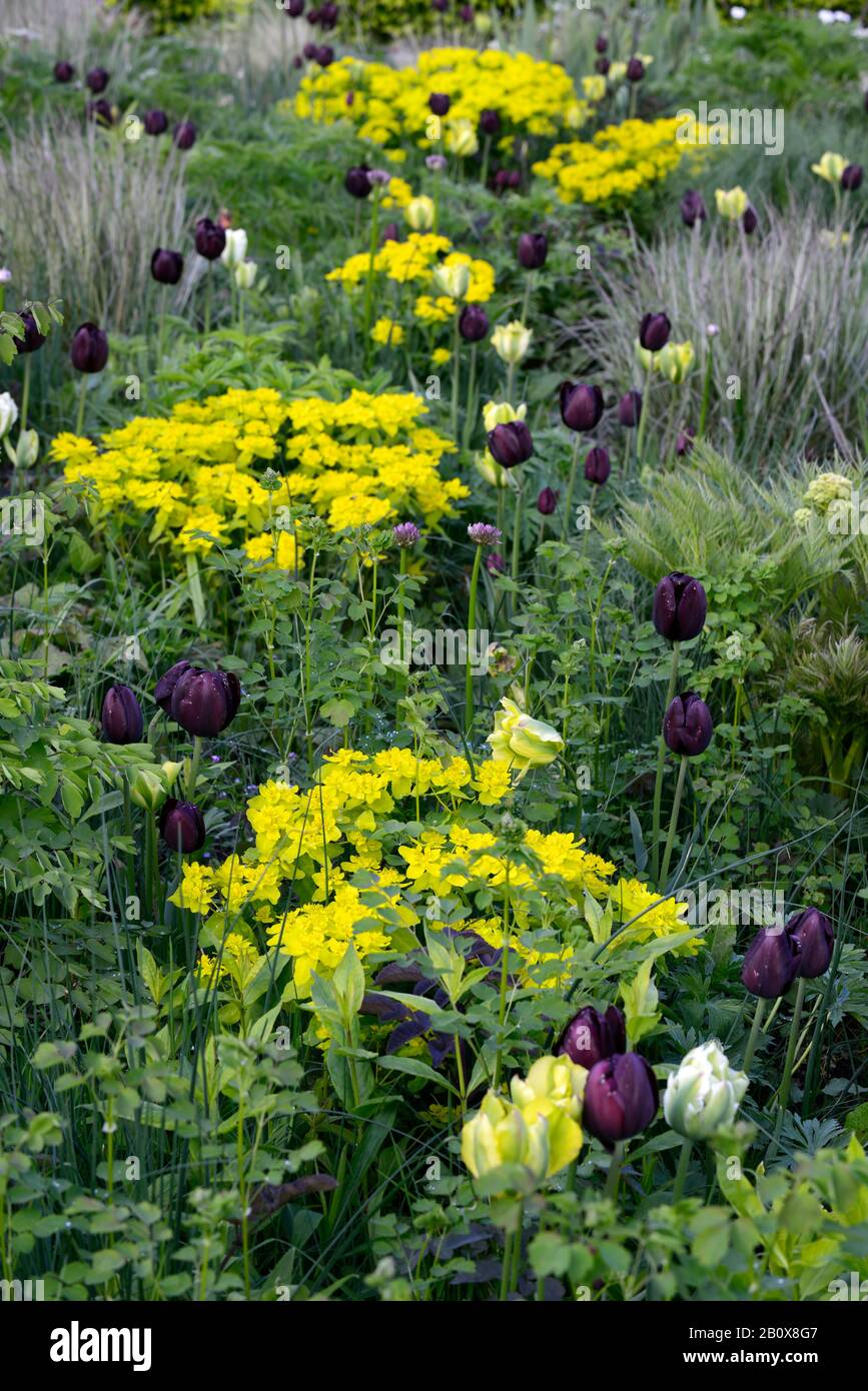 Euphorbia polychroma tulips hi-res stock photography and images - Alamy