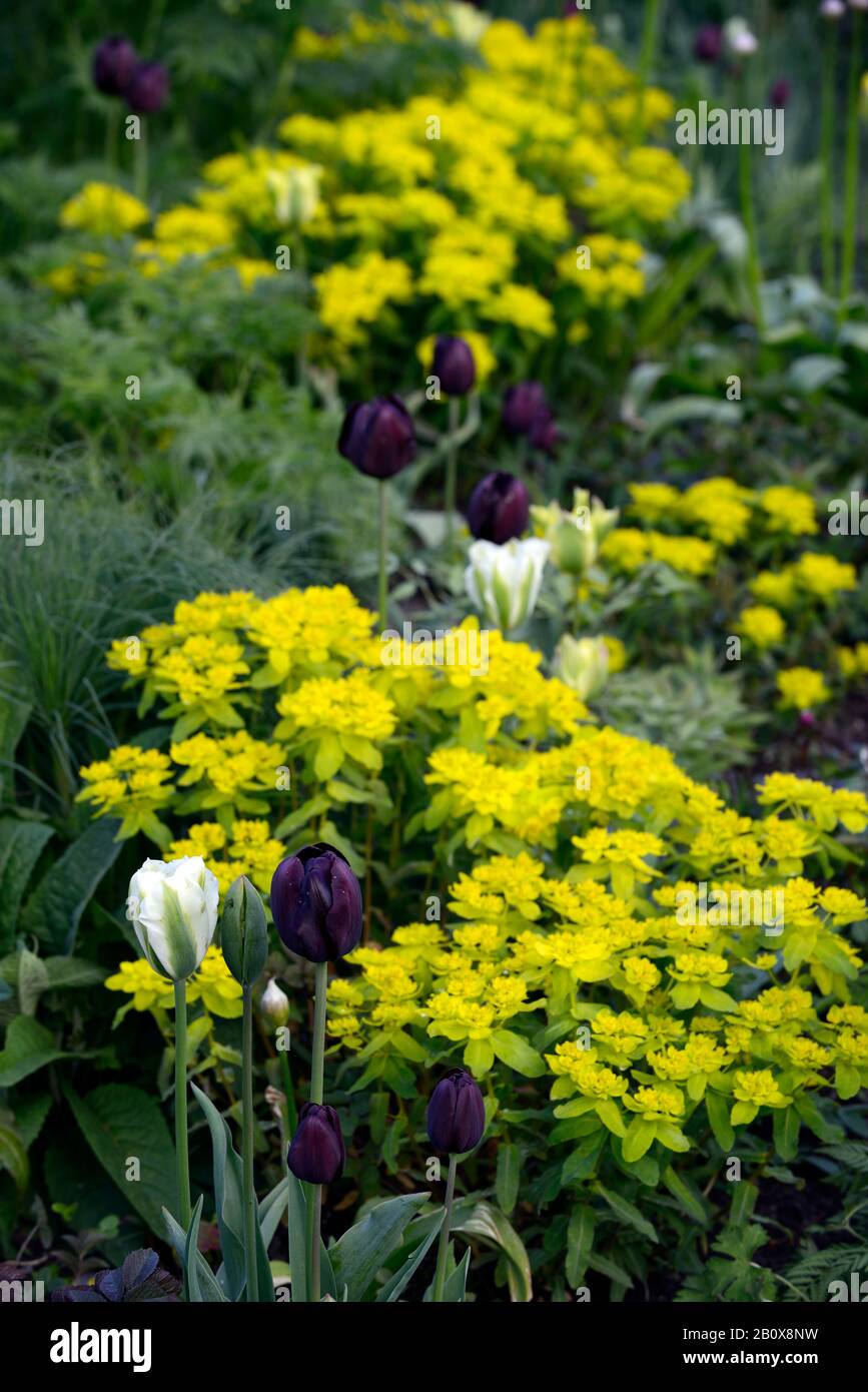 Euphorbia polychroma tulips hi-res stock photography and images - Alamy