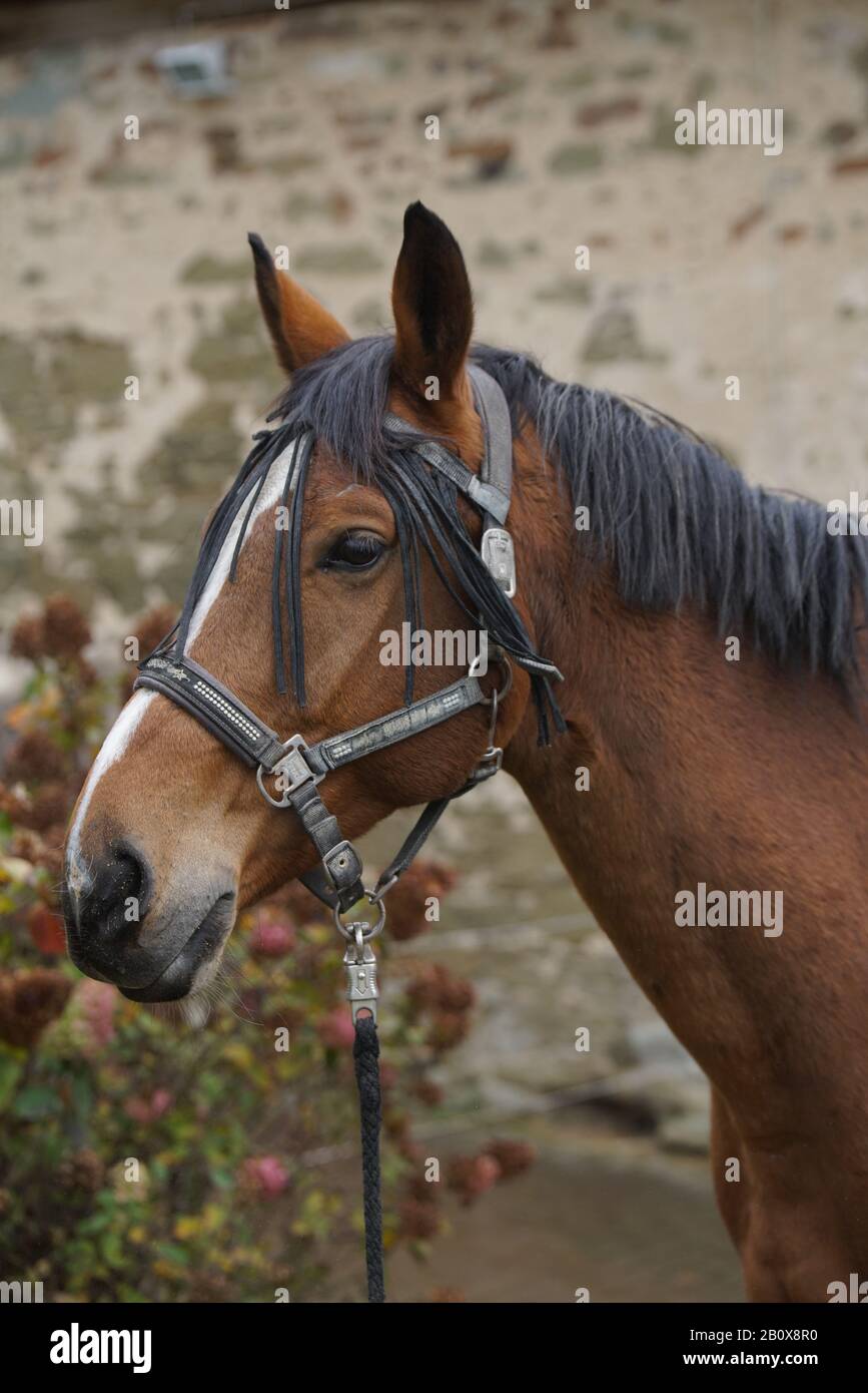 Pferdesport hi-res stock photography and images - Alamy