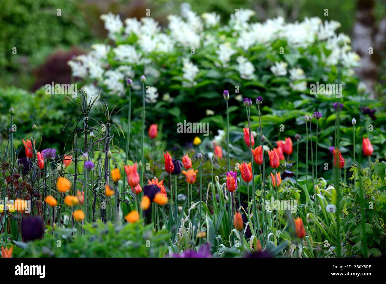 Tulip paul sherer hi-res stock photography and images - Alamy