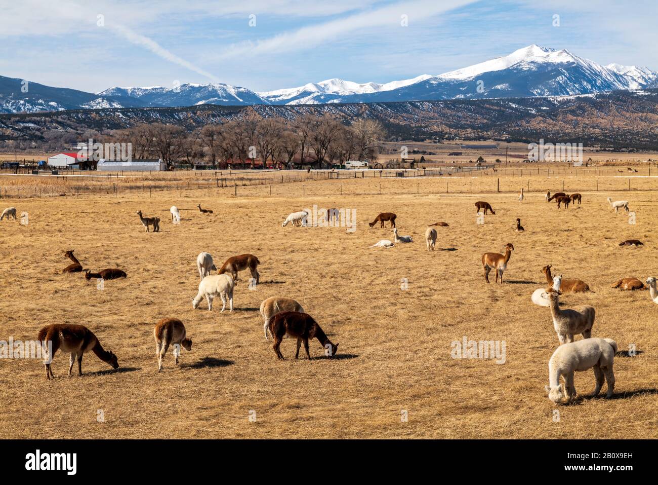 Alpacas and Paco-Vicuñas graze in central Colorado pasture; Collegiate ...
