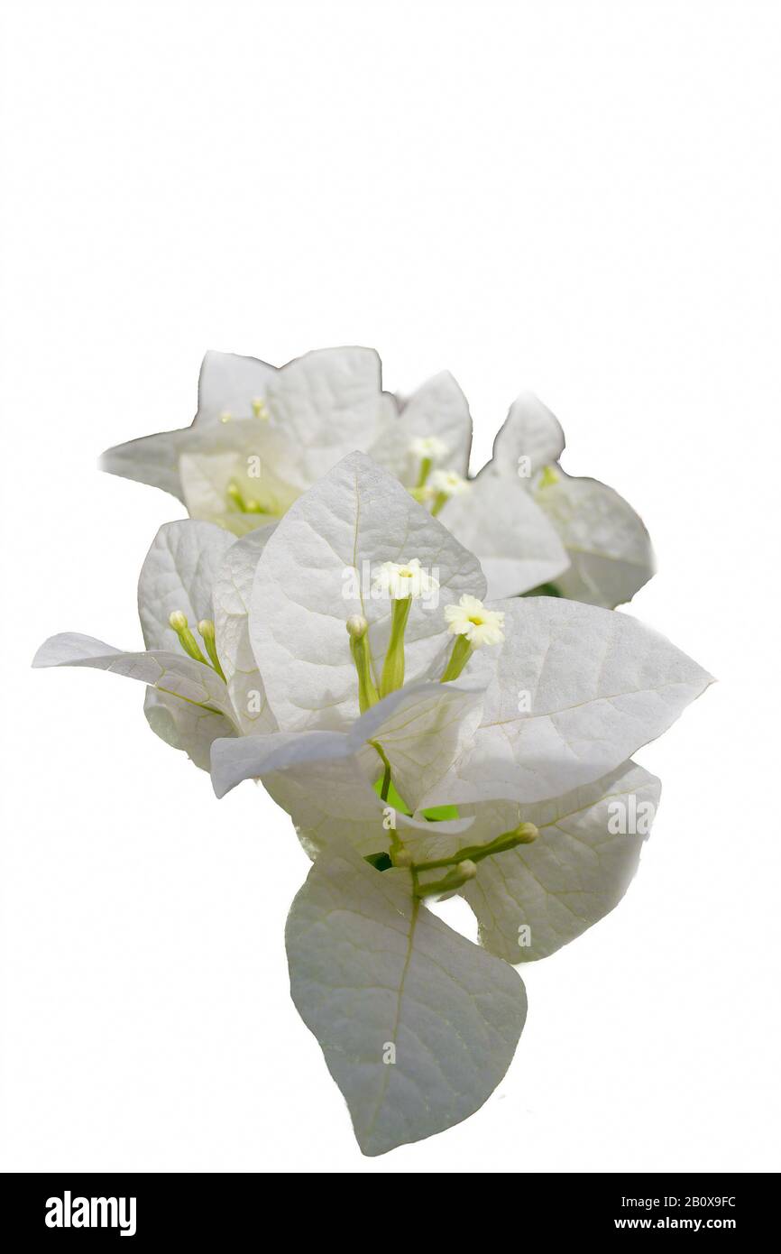 Jasmine plant in bloom Cut Out Stock Images & Pictures - Alamy
