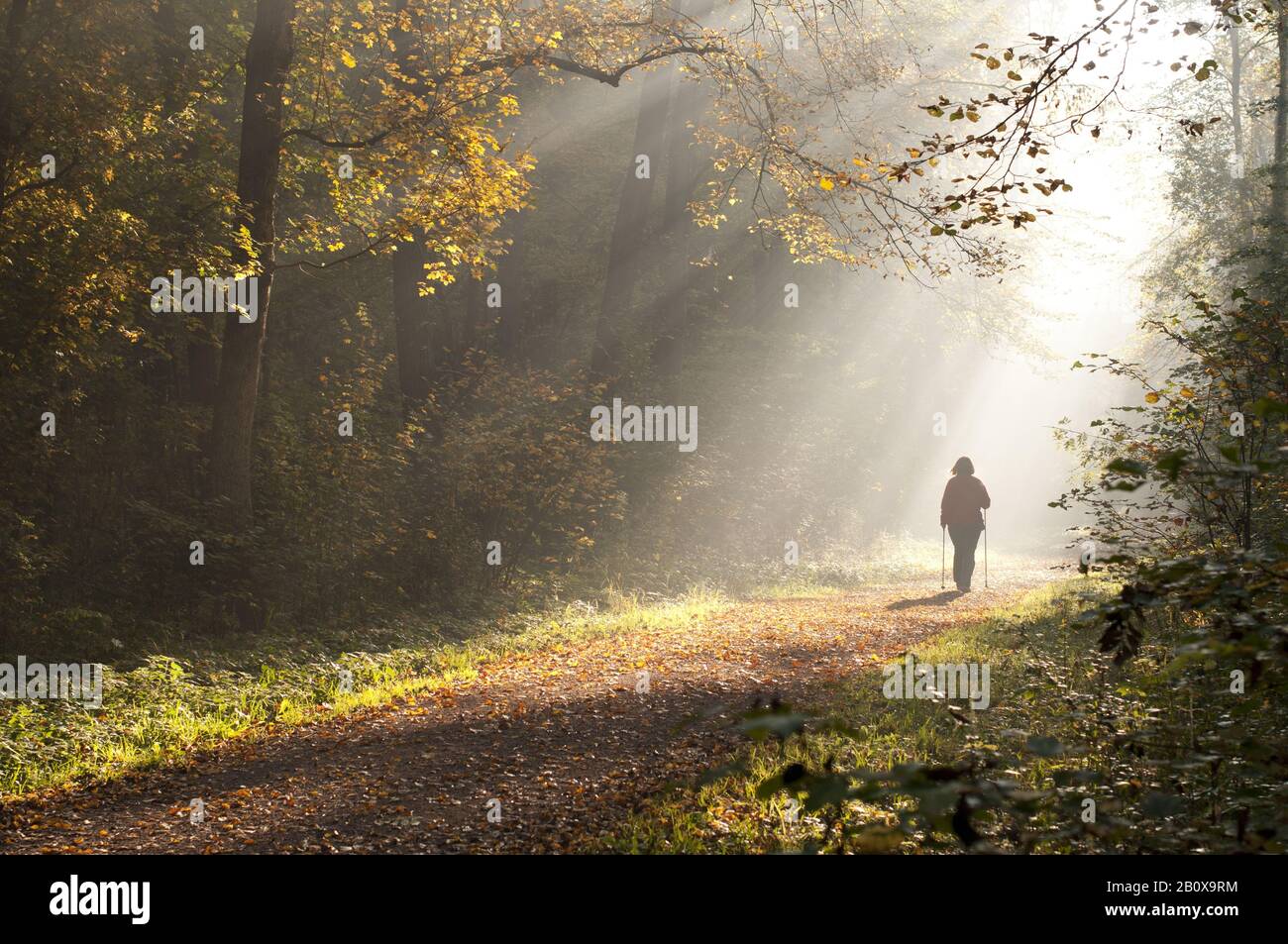 Running through the forest hi-res stock photography and images - Alamy
