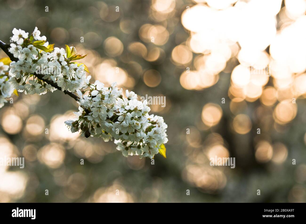 Closeup cherry spring tree hi-res stock photography and images - Alamy