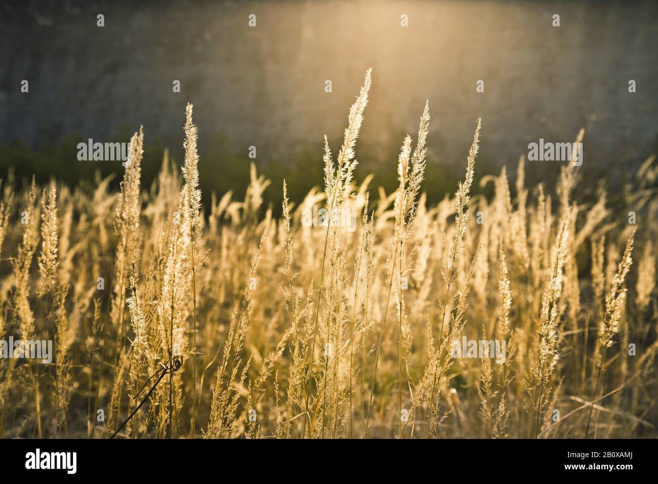 Backlit blades hi-res stock photography and images - Alamy