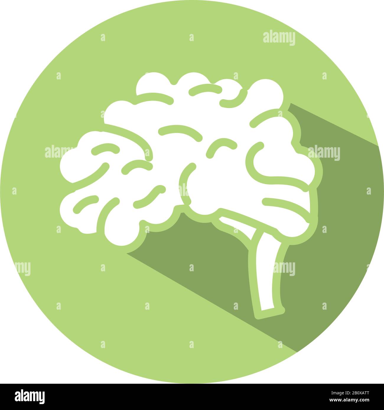 Normal brain anatomy Stock Vector Images - Alamy
