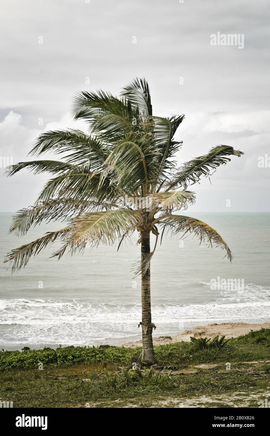 Palm tree on praia do amor beach hi-res stock photography and images ...