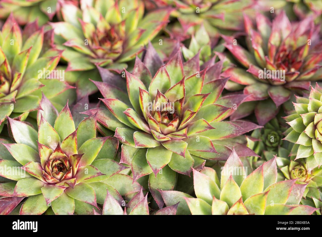 Echeveria agavoides ‘Red Edge’ Stock Photo - Alamy