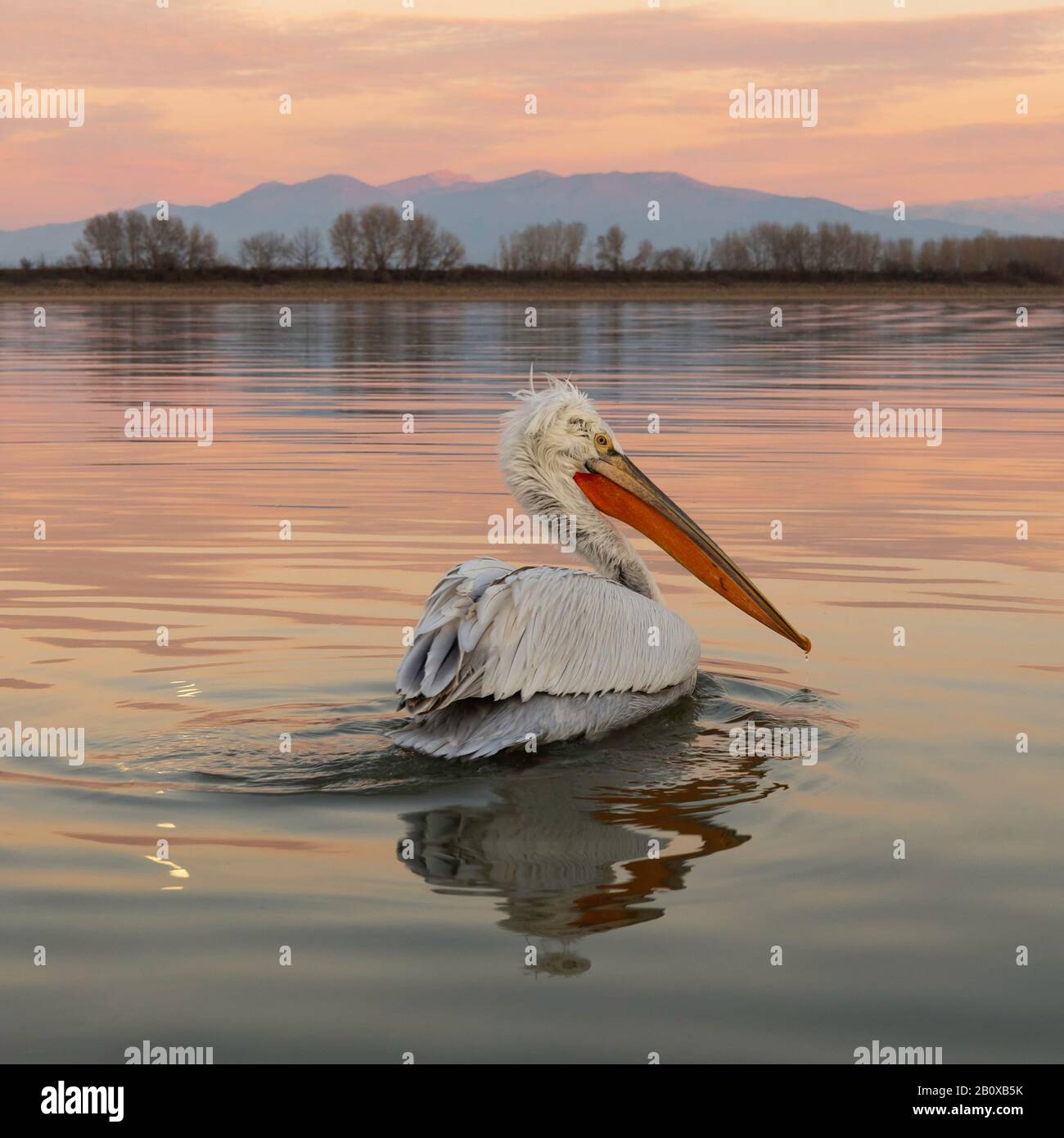 Kerkini lake water sunset hi-res stock photography and images - Alamy